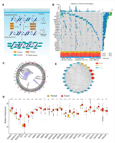 Figure 1 From Dna Methylation Regulator Mediated Modification Pattern Defines Tumor
