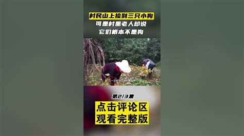 Pt23 村民上山捡回三只小狼崽，像狗一样养大，长大后还会看家护院 船长动物园 狼崽 Shorts Youtube