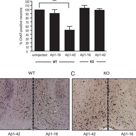 A 1 42 Toxicity Of Basal Forebrain Cholinergic Neurons In Vivo Is Download Scientific Diagram