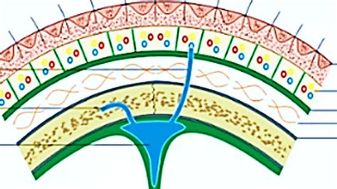 Scalp Anatomy By Dr Zobayer Mahmud Khan Ppt