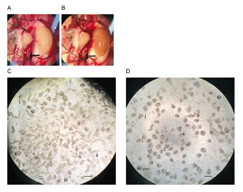 Isolation Of Glomeruli And In Vivo Labeling Of Glomerular Cell Surface