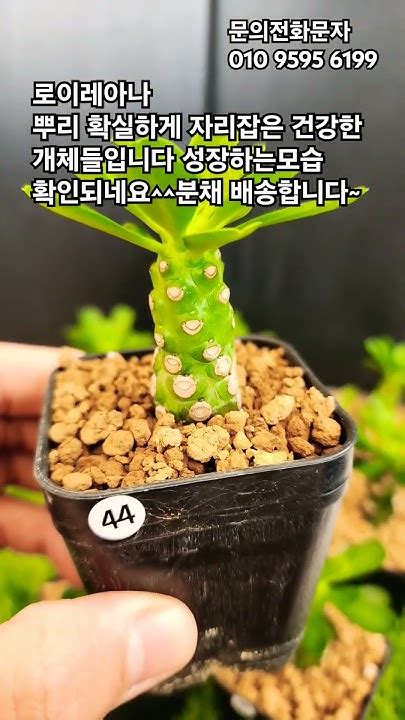 아프리카식물 선인장 다육 희귀선인장 Youtube