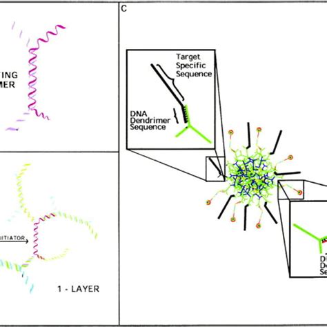 Synthesis Of The Dna Dendrimer Core Dendrimers Were Synthesized From Download Scientific