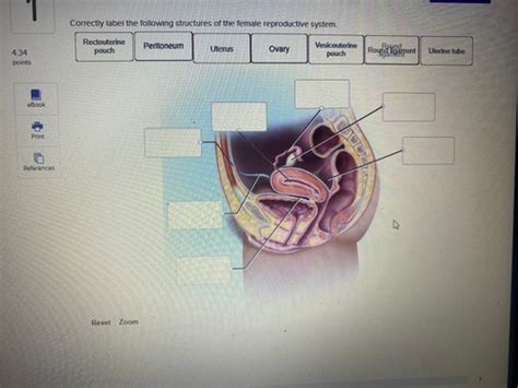 Female Reproduction System Label The Following Structures Of The
