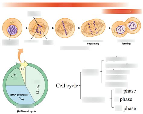 Eukaryotic Cell Cycle Summary Diagram Quizlet
