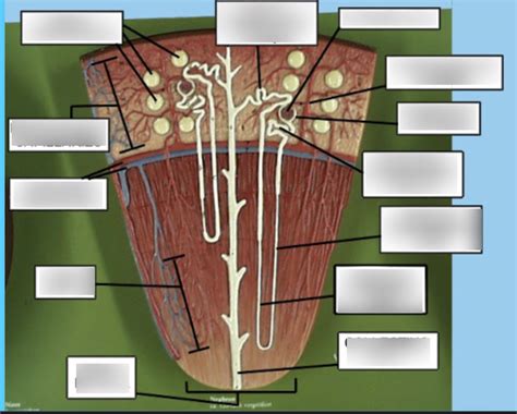 Ahs 132 Urinary System Renal Pyramid Diagram Quizlet