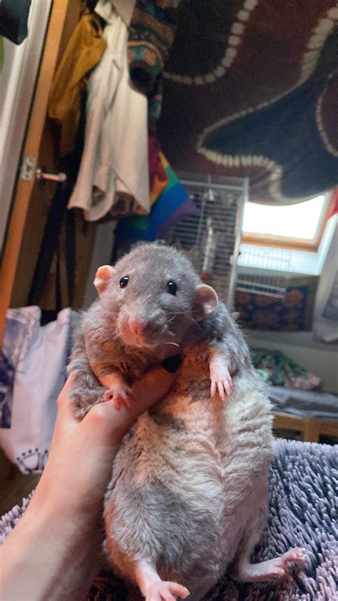 My Rat Has Fat Lard Disorder And Ugly Face Disorder How To Fix Rrats