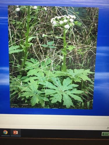 Forest Ecology Midterm Herb Flashcards Quizlet