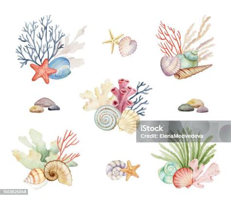 다채로운 조개껍데기와 해초의 수채화 벡터 수중 세트 손으로 그린 그림입니다 벽 그림 결혼식 초대장 직물 표지 엽서 여행 소책자