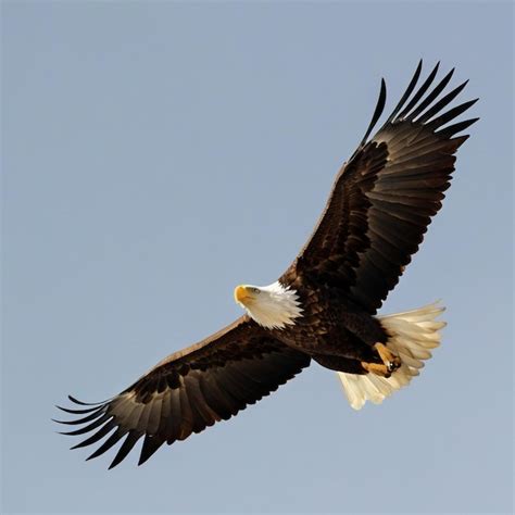 Bald Eagle In Flight Premium Ai Generated Image