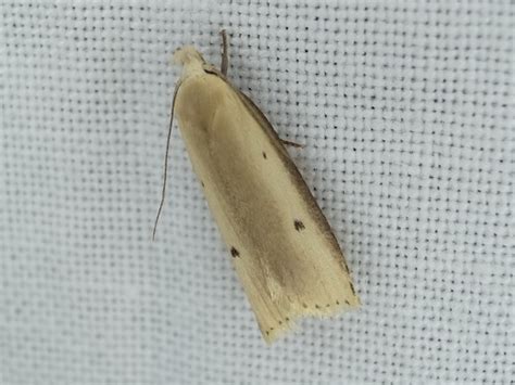 マエチャオオハビロキバガ マエチャオオヒロバキバガ Rhizosthenes falciformis