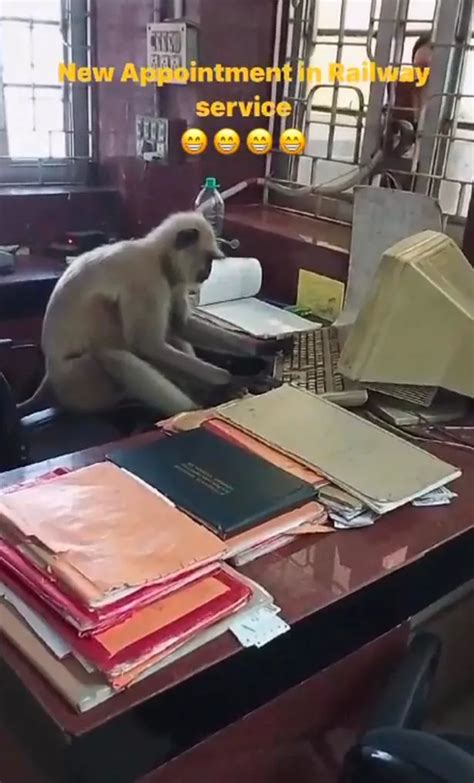 Monkey Spotted Working On Computer At Railway Office Typing And Flicking Through Files Daily