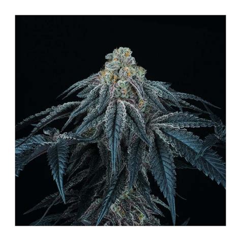 Puff Mints Cannabis Seeds Perfect Tree