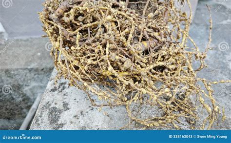 Uprooted Plant With Infected Root Knot Nematodes Stock Image Image