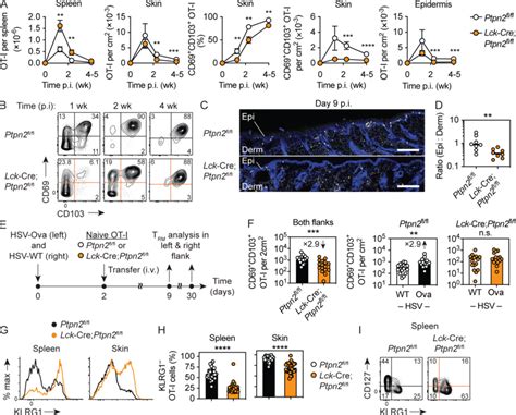 Absence Of Ptpn2 Promotes The Generation Of KLRG1 Effector Cells And