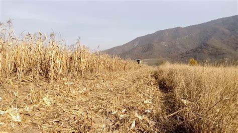 სიმინდის აღება Youtube