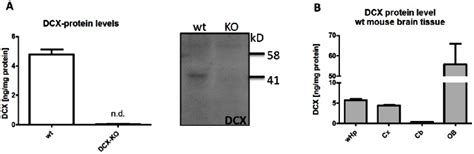 A Left Dcx Is Detected In Whole Brain Homogenates From Adult C57bl6