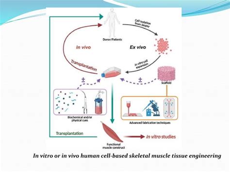 Bioengineering Human Skeletal Musclepptx