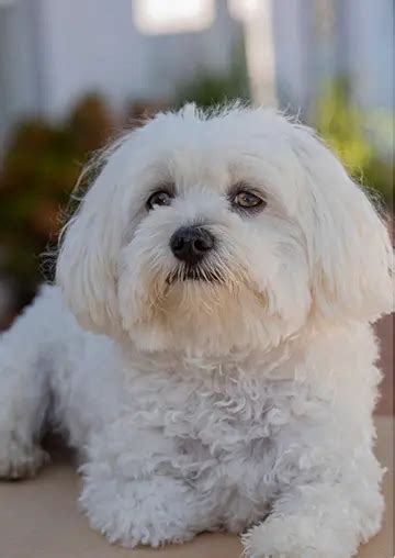 Crusty White Dogs The Viral Social Media Sensation