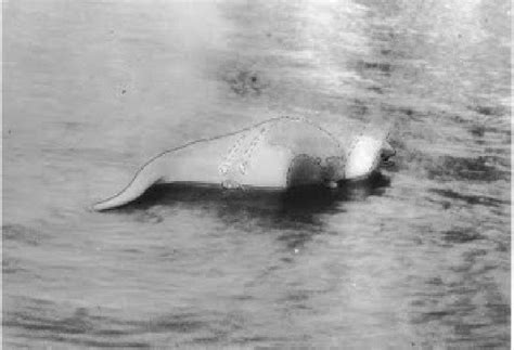 Speculative Outline Of The Object In H Grays Photograph As Based On