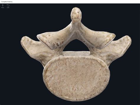 Slides L5 Basic Sciences