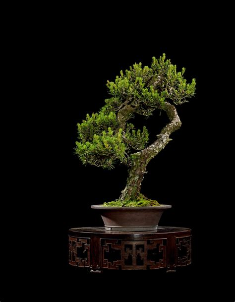 赤松2015春季拍卖会西泠拍卖拍品价格图片拍卖专场拍卖会预展拍卖会结果卓克拍卖频道