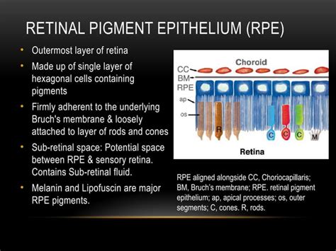 Anatomy Of Retina And Visual Pathway Pptx