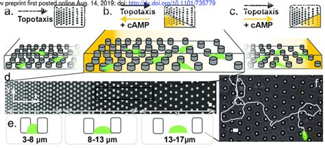 The Experimental Assay A Cells Are Seeded On A Pdms Micropillar Array Download Scientific