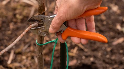 Avoid These Common Mistakes When Trimming Your Trees