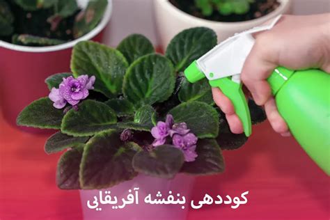 راهنمای کامل نگهداری گل بنفشه آفریقایی تکثیر بنفشه