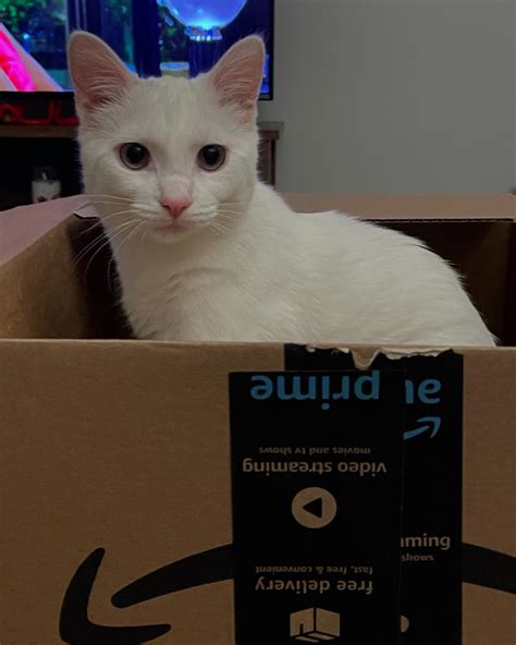 The West Meet Our Cool Cat Of The Month Cleo Cleo Is 15 Years Old