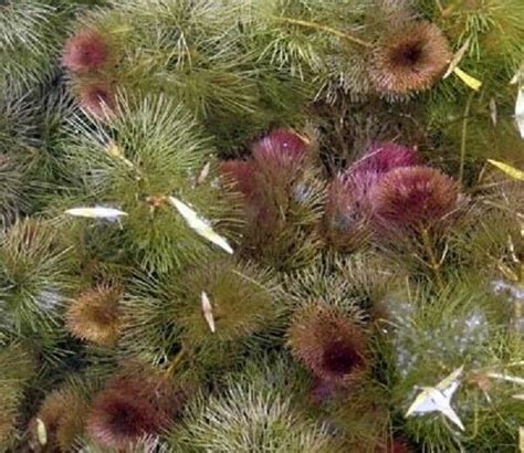 Cabomba Purple Live Aquarium Plants Bunch Planted Tank Buy 2 Get 1 Free Ebay