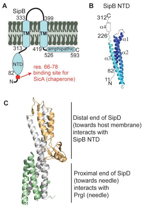 Nmr Identification Of The Binding Surfaces Involved In The Salmonella