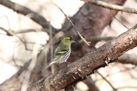 マヒワ 2018 11 21 日本の野鳥識別図鑑