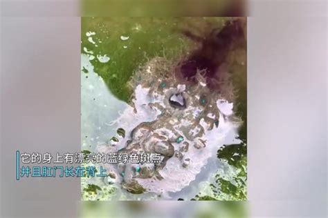 网友海边拍到神奇生物，全身蓝斑，肛门长在背上喷出紫色墨汁肛门全身生物