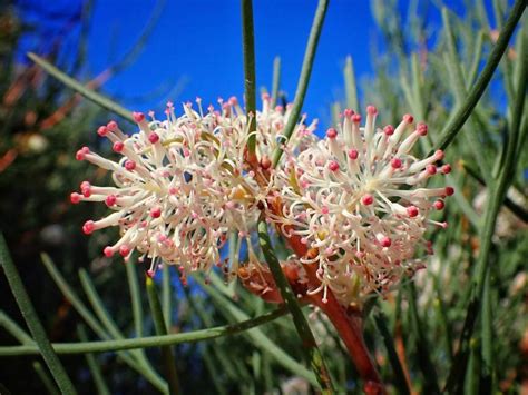 Hakea Index Ausemade