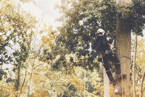 Arborist Cutting Down Tree With Petrol Chainsaw Stock Photo Image Of