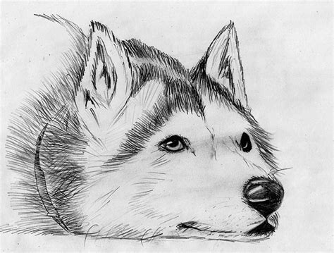 Хаски рисунок ручкой 50 фото скачать бесплатно