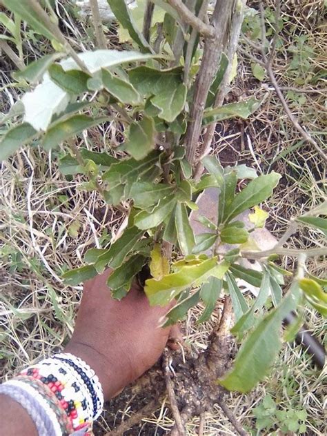 Unondlini Uhlunguhlungu Lwentaba Uhlunguhlungu Olumhlophe