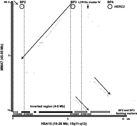 Dot Plot Alignment Between Human Chromosome HSA Region Q Download Scientific