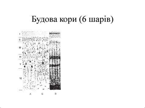 Будова та розвиток центральної нервової системи презентация онлайн