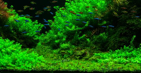 Does Java Moss Need Substrate Tips When Growing Java Moss HomeTanks