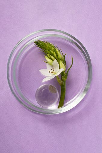 흰색 꽃과 유리 장식이 있는 페트리 요리의 최고 전망 수직 사진 보라색 배경 페트리 접시에 대한 스톡 사진 및 기타 이미지 페트리 접시 꽃 식물 0명 Istock
