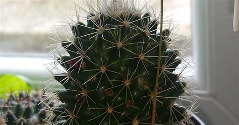 Cactus Imgur