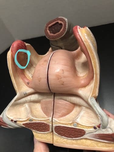 A P II Lab 5 Flashcards Quizlet