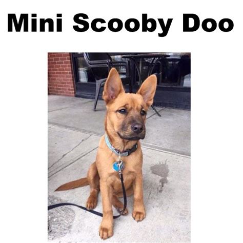 Mini Scooby Doo