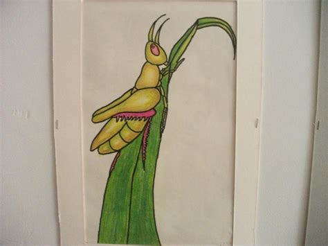 Grasshopper By Sonicbreeze On Deviantart