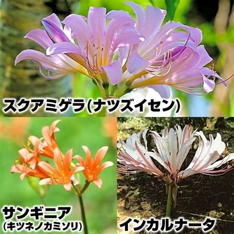 国華園オンラインショップ 夏植え球根