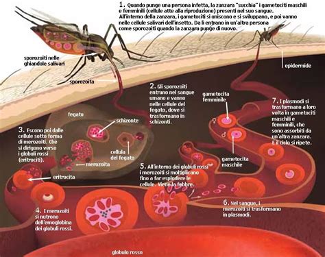Malaria Interferire Con Il Senso Dellorientamento Del Parassita