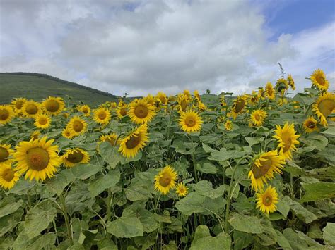 B群脑膜炎球菌 Menb 疫苗的问题 疫苗网